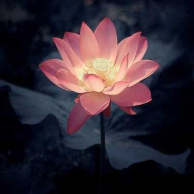 Beautiful Flowers Pics For Whatsapp Dp | Best Flower Site